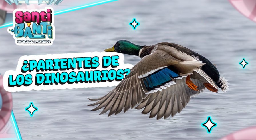 ¿Por qué vuelan las aves? | canalipe.tv ¿Por qué vuelan las aves? | canalipe.tv